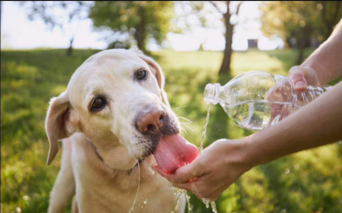 Consejos para evitar golpe de calor en mascotas