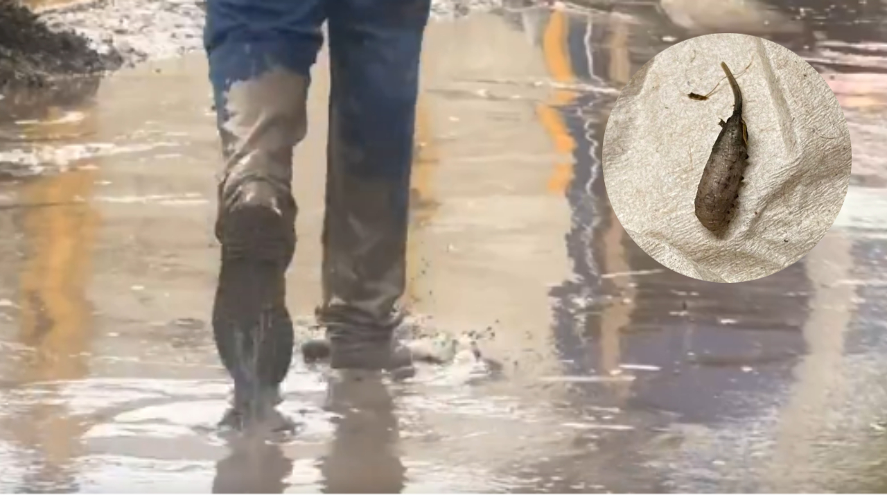 Gusanos cola de rata en Poza Rica, Veracruz: esta es la razón detrás de ...