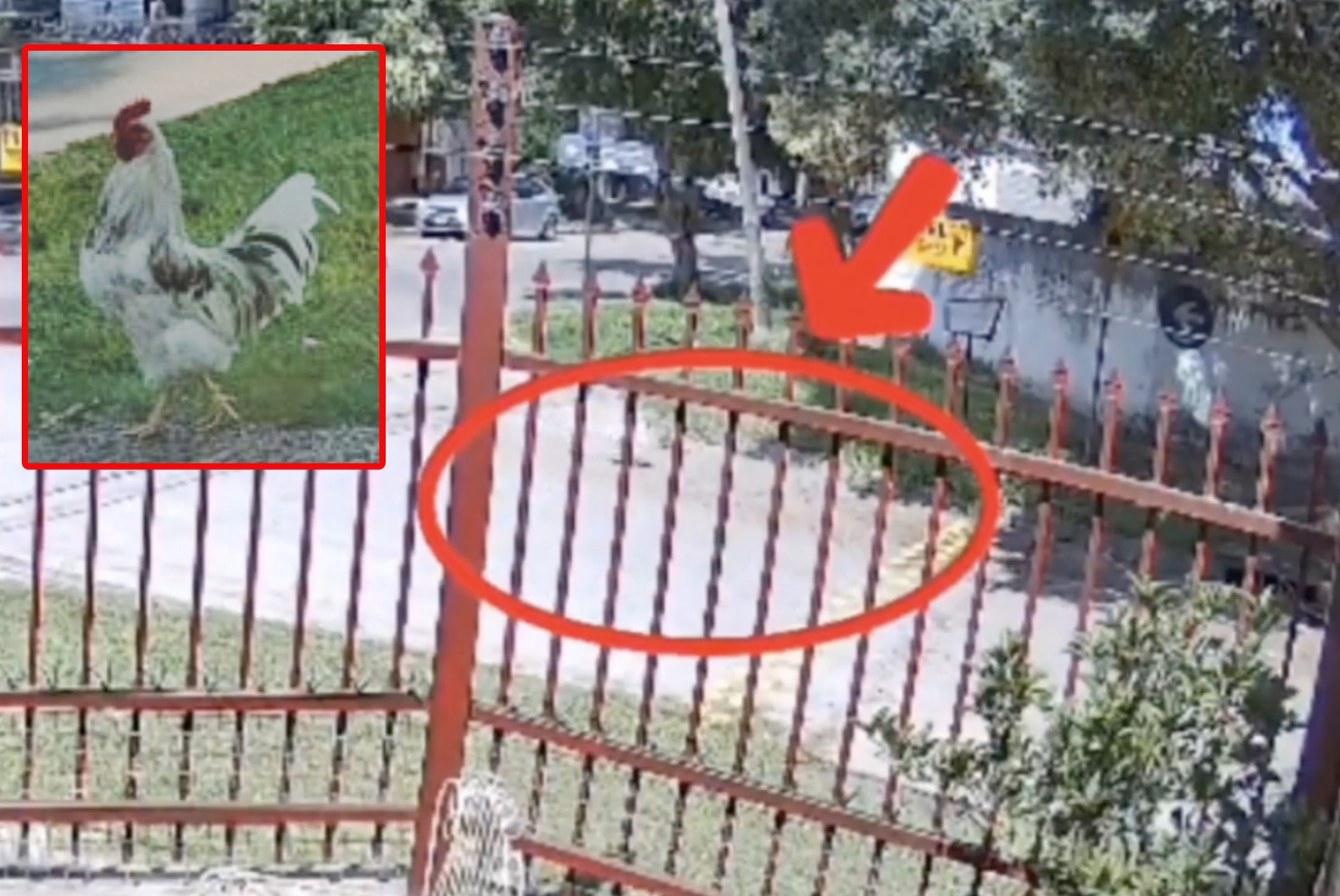 Vecino ataca con rifle a gallo Coco en Argentina: video