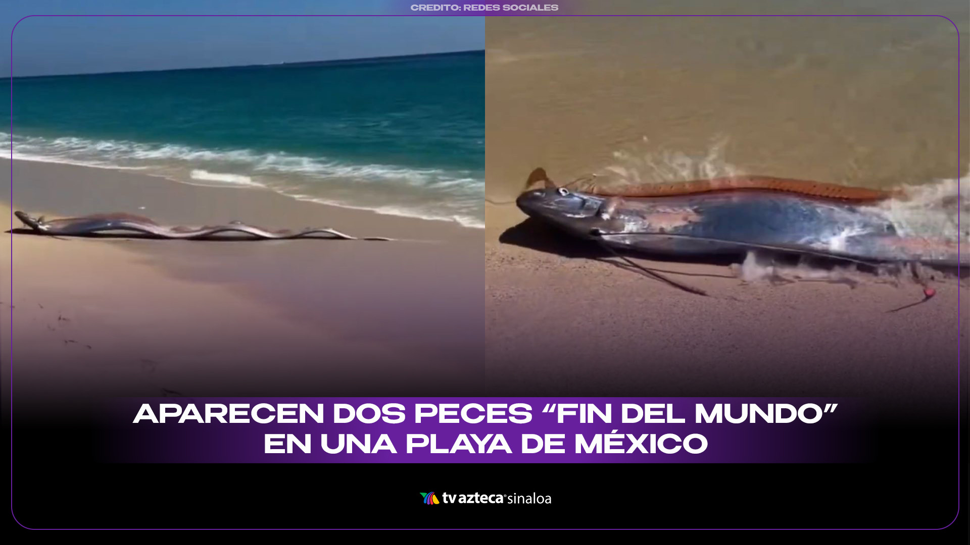 Aparecen dos peces ‘fin del mundo’ en playa de México (VIDEO)
