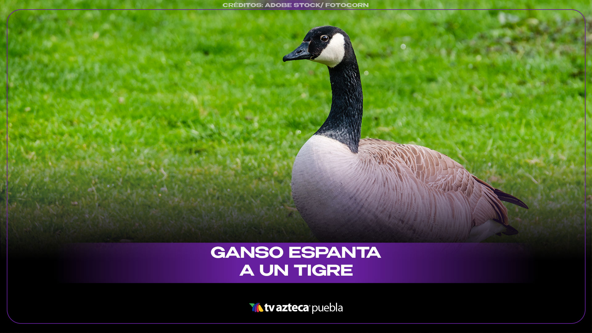 Video viral muestra a un ganso enfrentando a un tigre y ganando