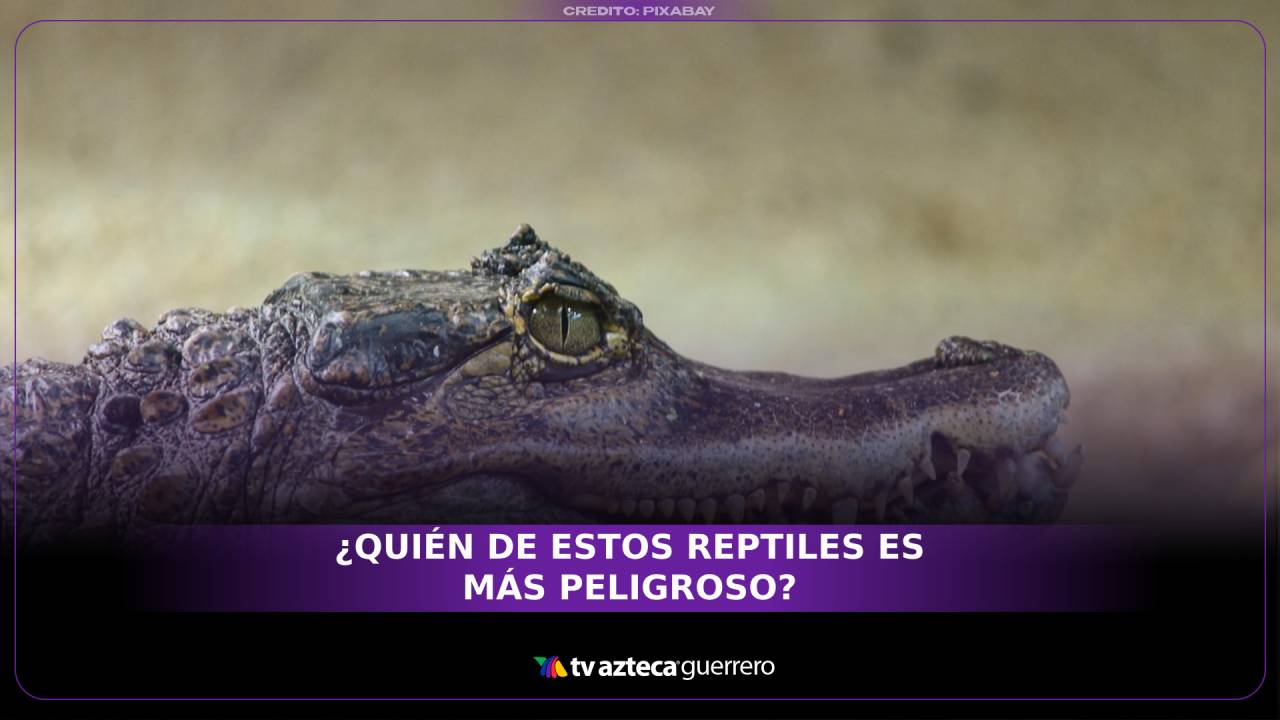 ¿Cuáles son las diferencias entre un caimán, un lagarto y un cocodrilo?