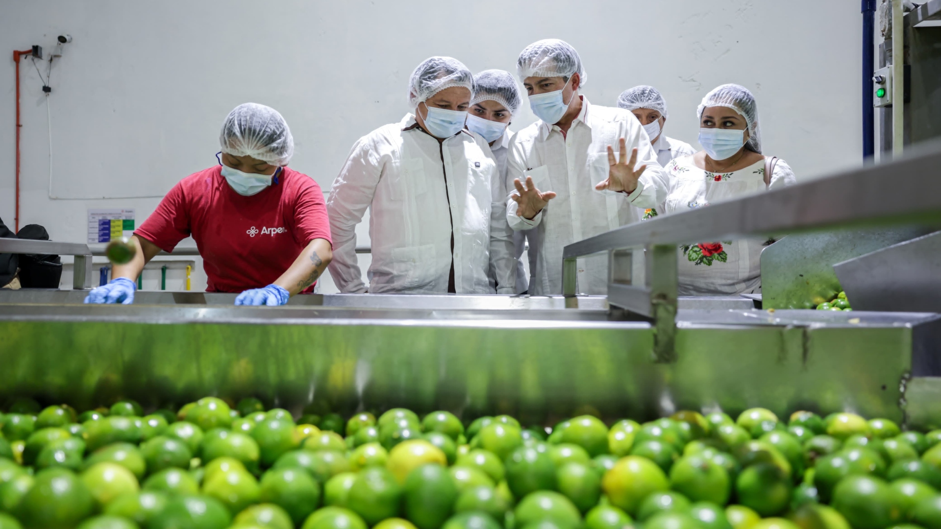 Limón persa consolida a Yucatán como productor líder a nivel nacional
