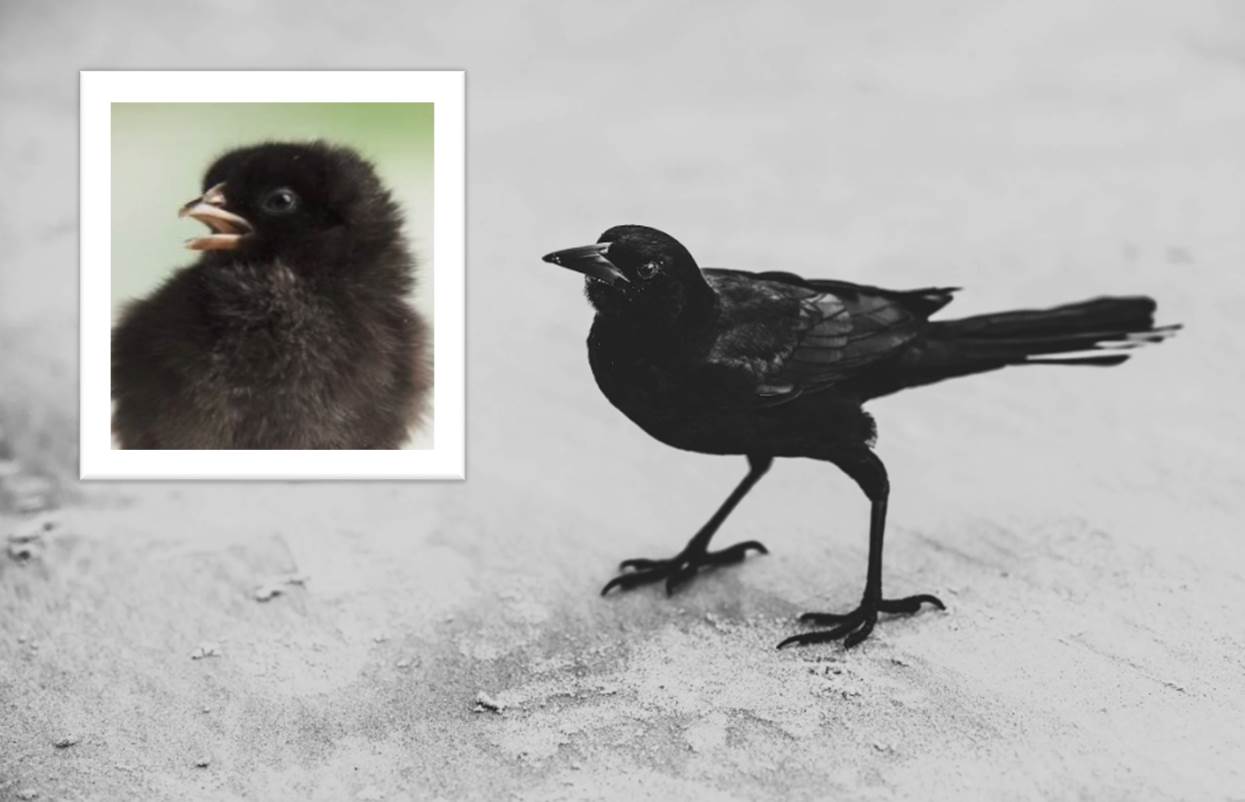 Confunden cuervo bebé con pollito negro para venderlo