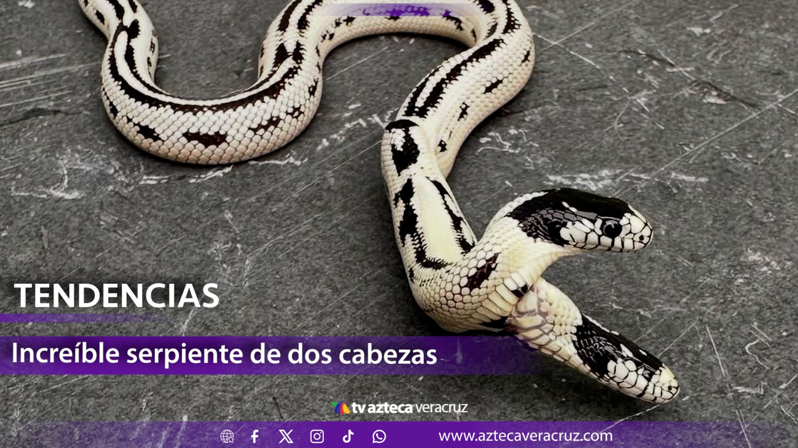 Descubren serpiente con dos cabezas en California