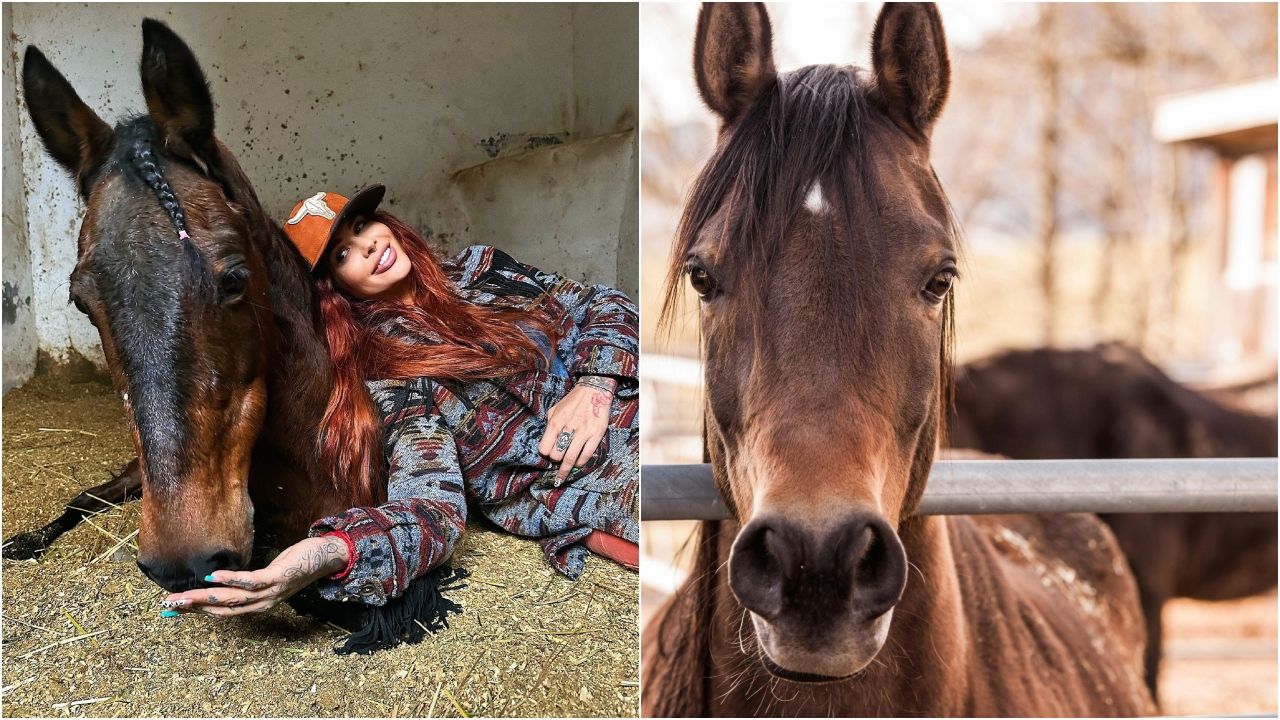 Ley Elena: ¿En qué consiste esta ley contra la zoofilia?