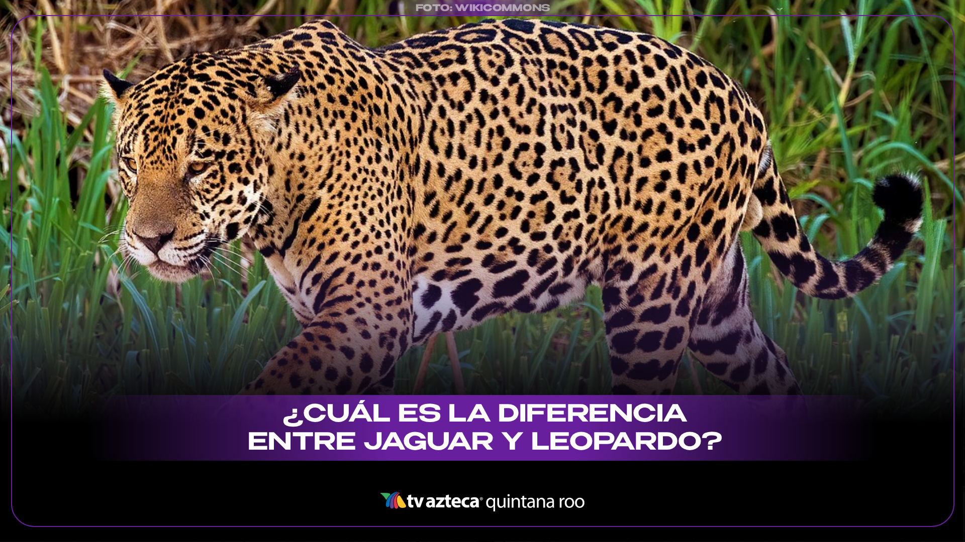 ¿Cuál es la diferencia entre Jaguar y Leopardo?