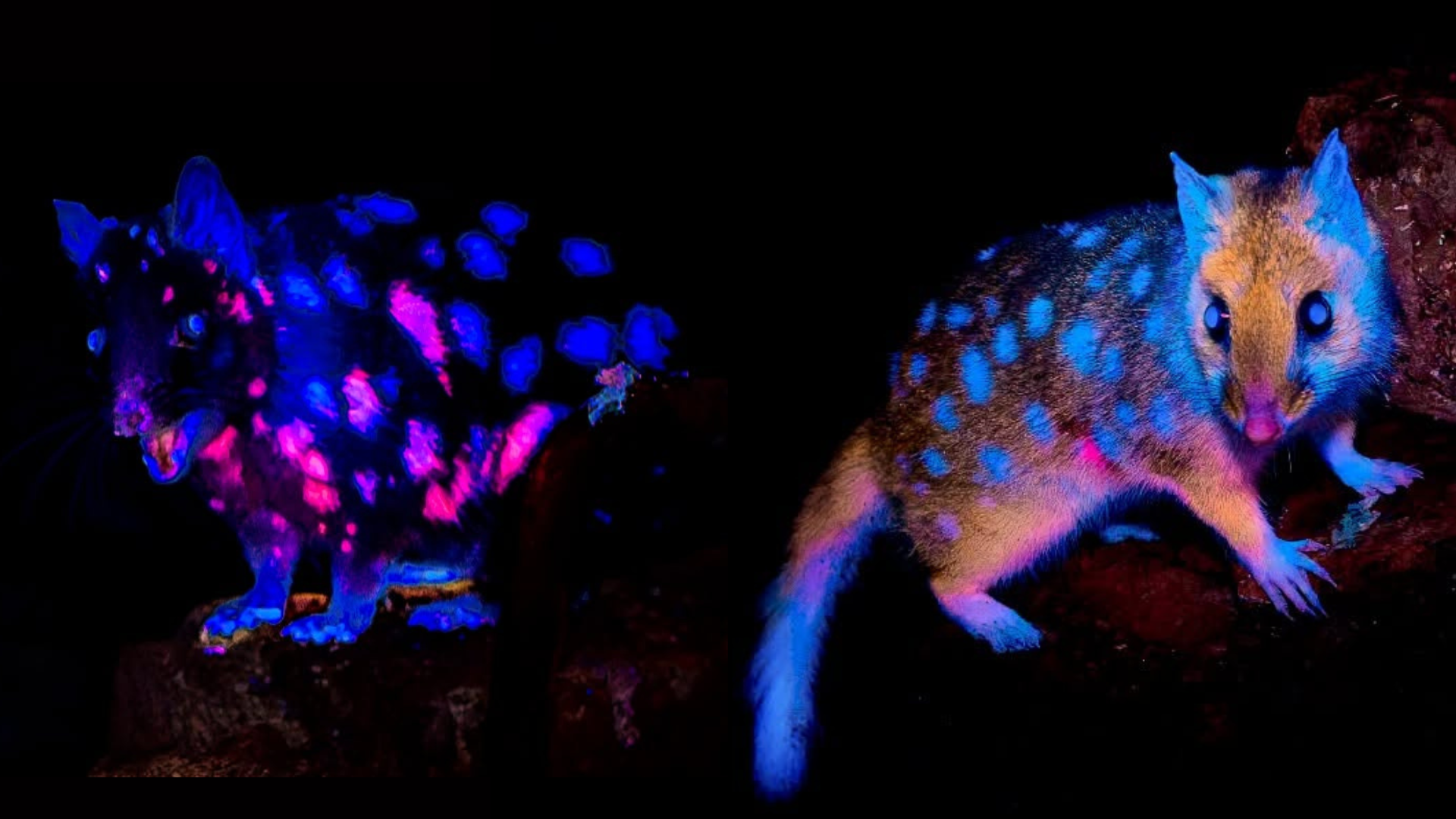 Marsupial que brilla en la oscuridad es fotografiado por primera vez; ¿qué es un quol y por qué ...