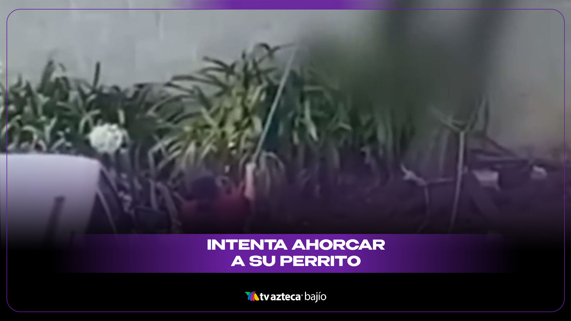 Mujer ahorca perrito Tulancingo: es rescatado por autoridades. Video Viral