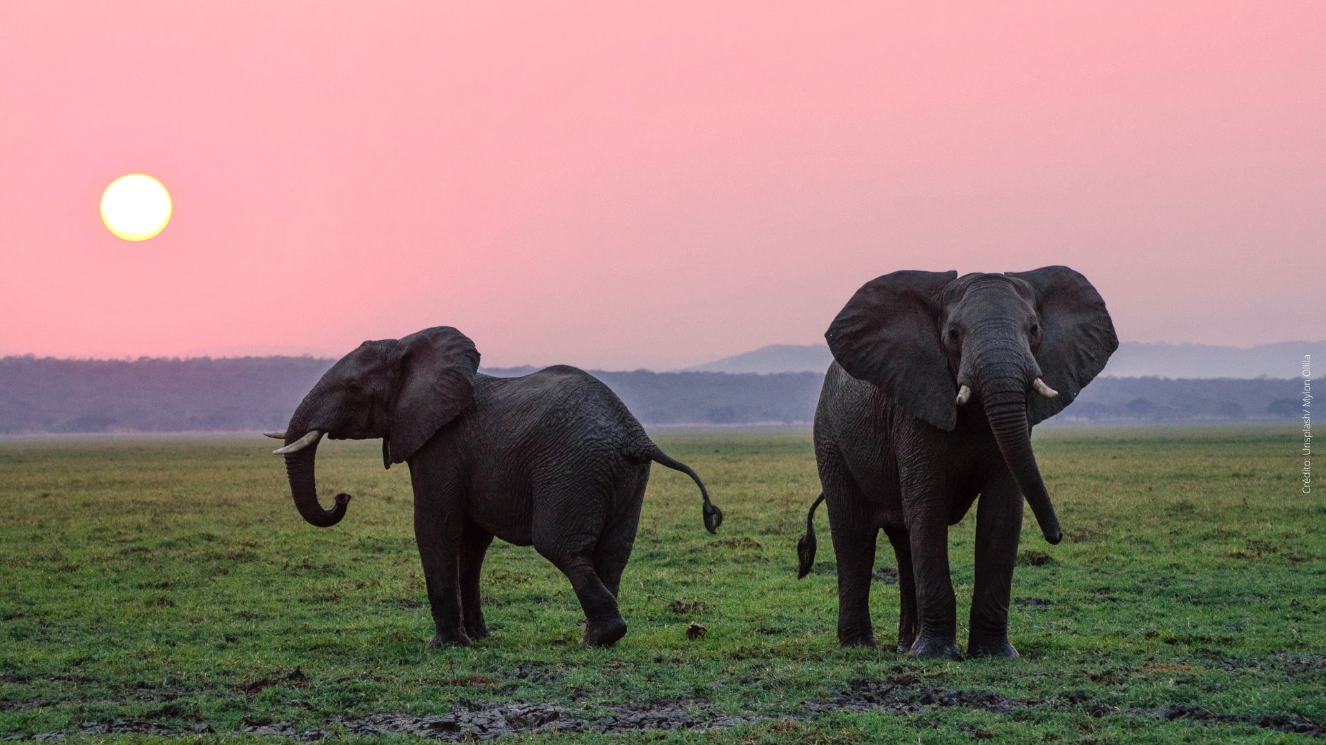 Big Boy, elefante que fue rescatado, tiene novia