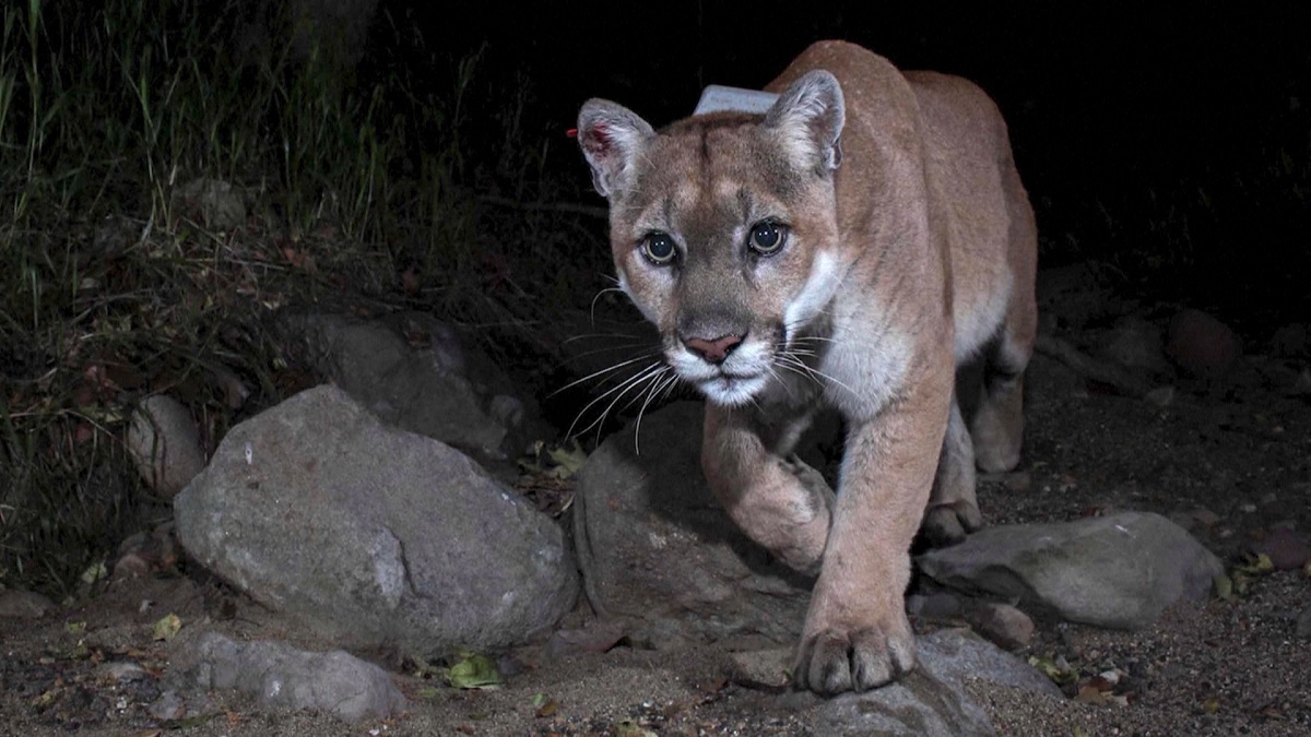 P-22, el famoso puma de Los Ángeles, es sacrificado debido a lesiones