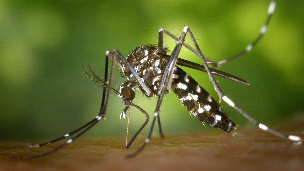 Súper Mosquito: Aedes aegypti transmite 4 virus a la vez