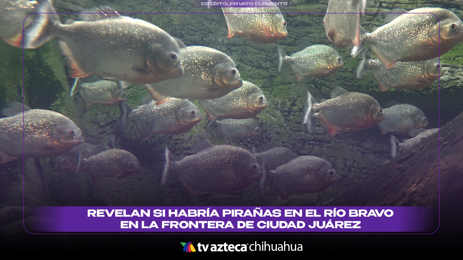 ¿Habría pirañas en el Río Bravo? Esto es lo que advierten los expertos