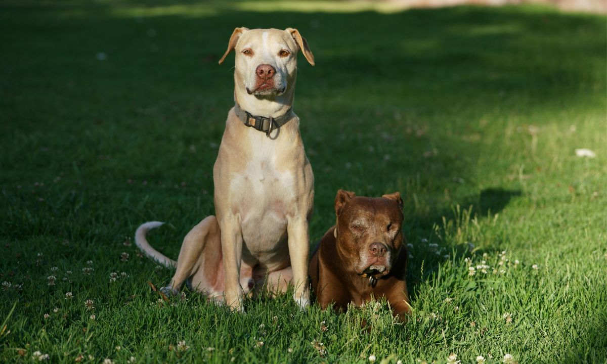 Perros héroes mueren al defender a su dueño en ataque armado en Ciudad ...