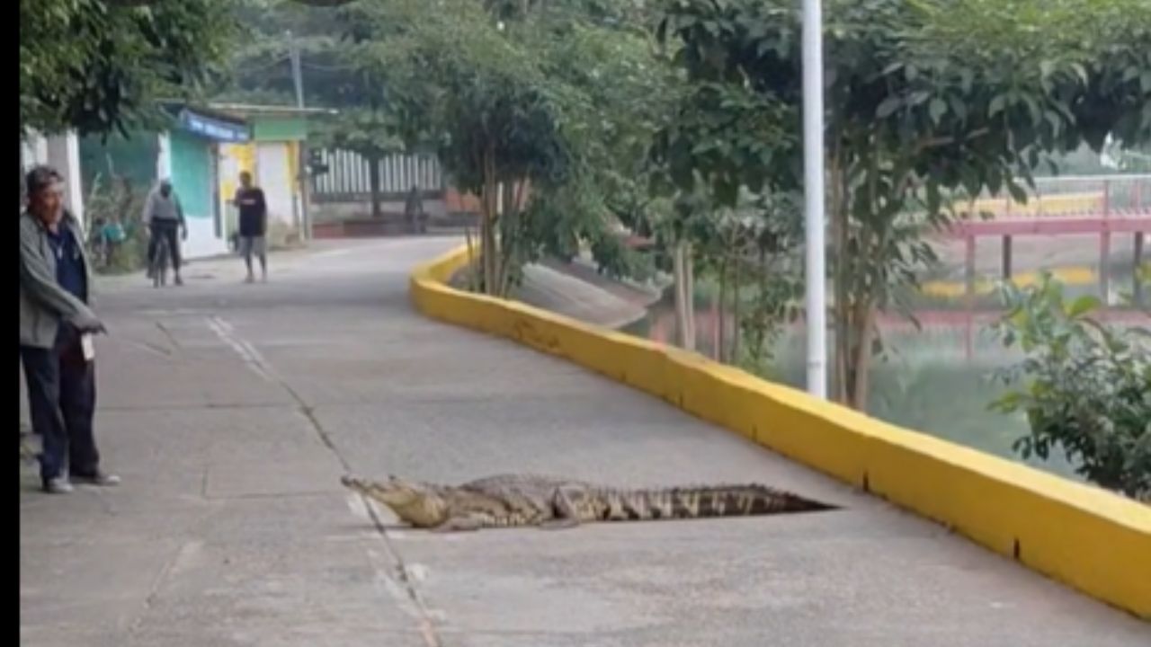 Cocodrilo en calles de Ciudad Isla Veracruz: vecino lo ahuyenta con machete