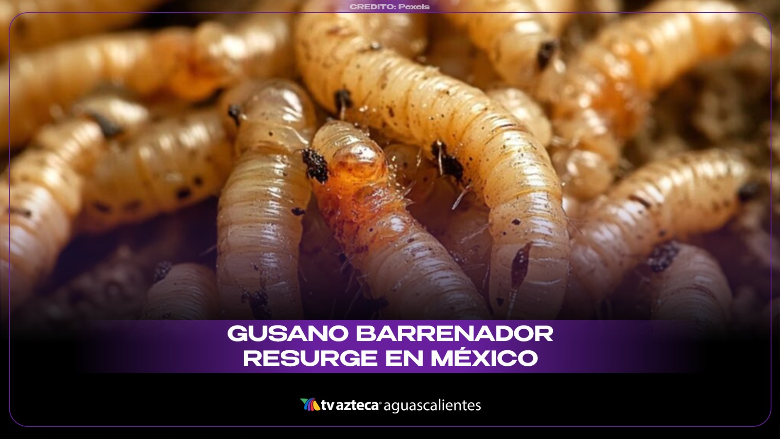 Confirman casos de miasis humana en México por gusano barrenador reintroducido tras 30 años