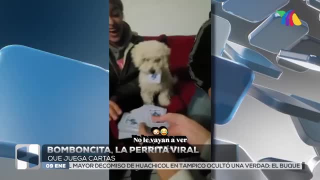 Bomboncita: La perrita que juega cartas y conquista TikTok (VIDEO VIRAL)