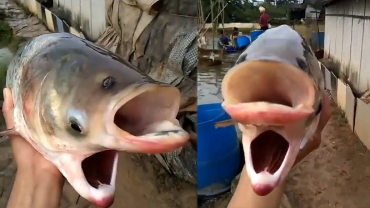 Hallan pez mutante en Chernobyl