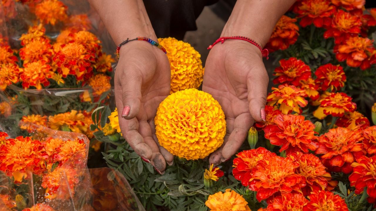 Flor de cempasúchil: ¿En qué otras cosas se utiliza esta especie?