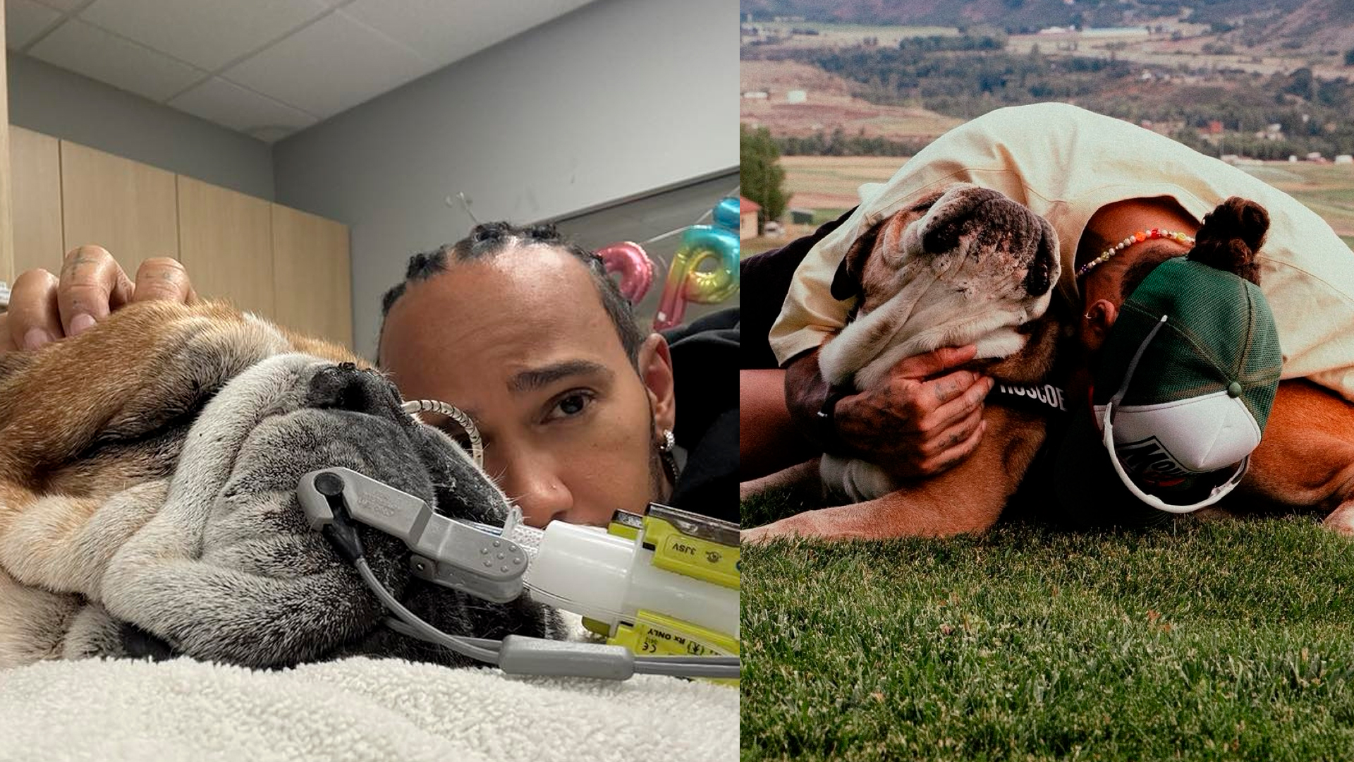¡La F1 de luto! Muere Roscoe, el famoso perro de Lewis Hamilton