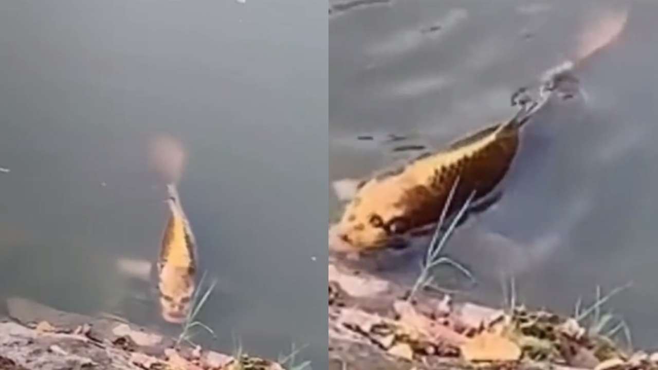 Pez con rostro humano aparece en costas de China; ¿qué especie es?