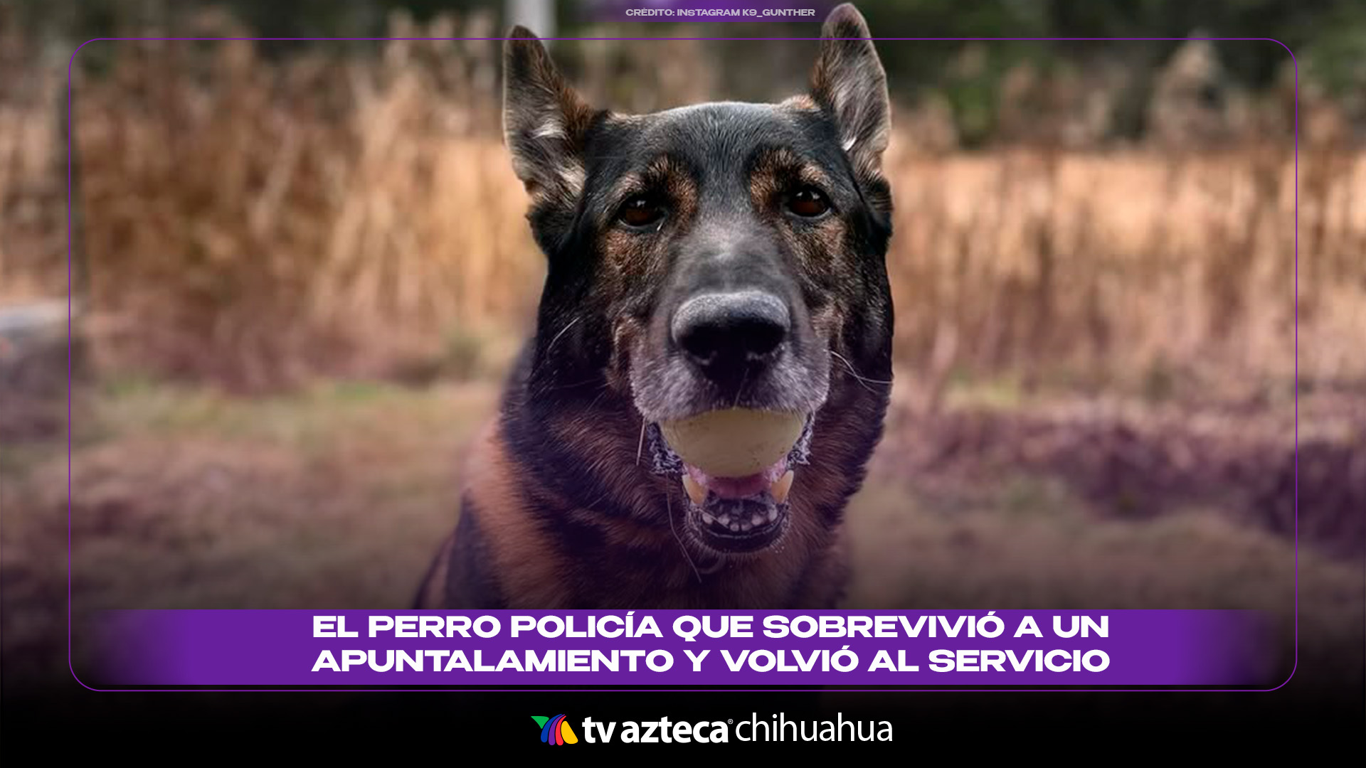 K9 Günther: el perro policía que sobrevivió a un ataque con arma blanca ...
