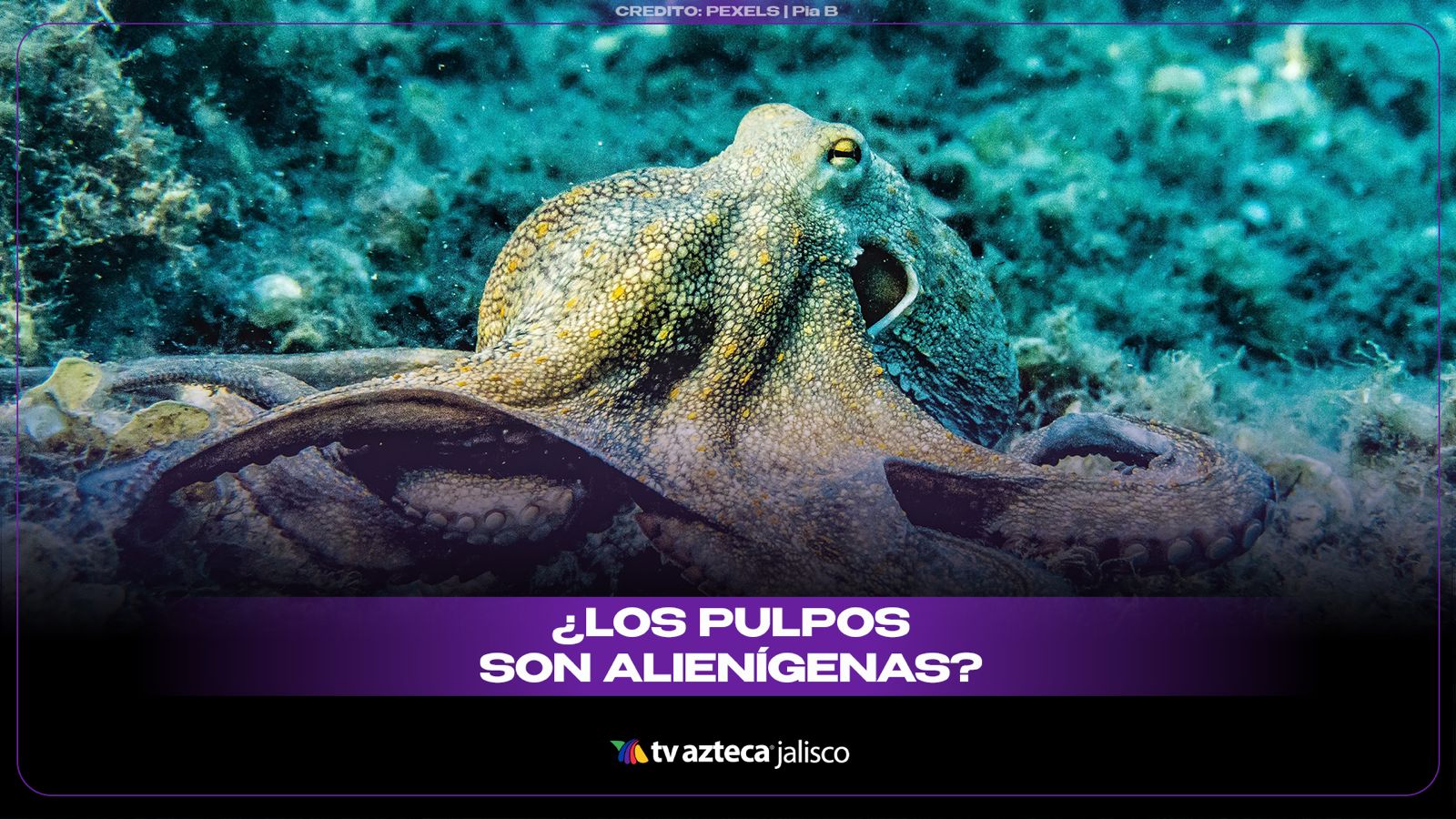 Día Mundial del Pulpo: ¿Los pulpos son alienígenas? Teorías más ...