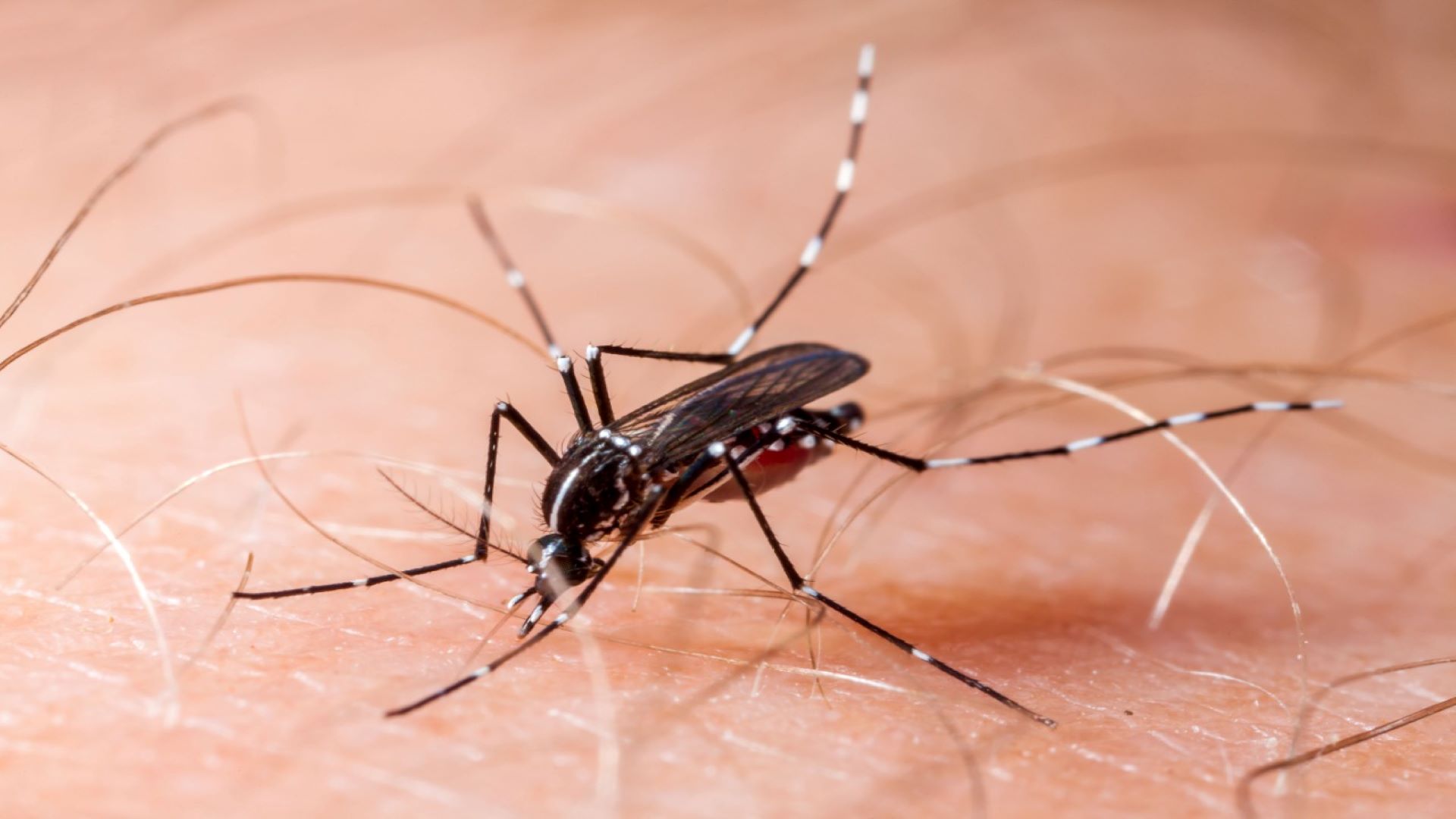 Aumentan mosquitos... y casos de dengue: SIFSA