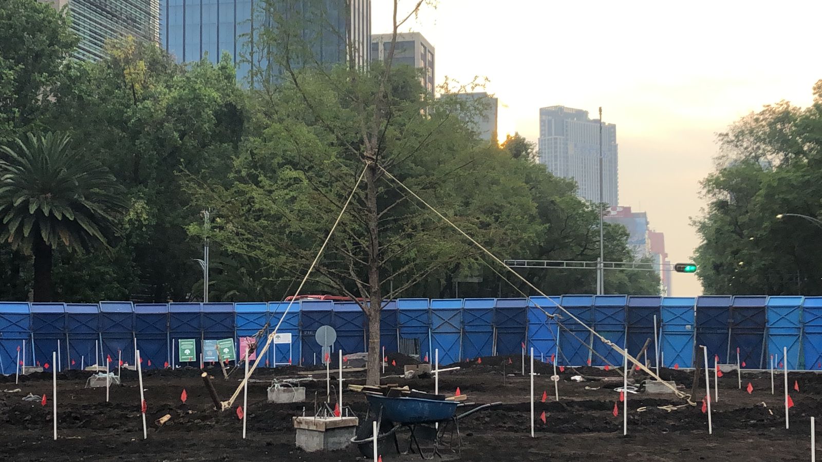 Fue plantado en Paseo de la Reforma el nuevo ahuehuete