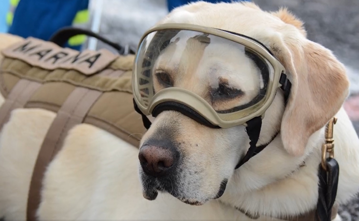 Fallece la perrita rescatista Frida; rescató a 55 personas