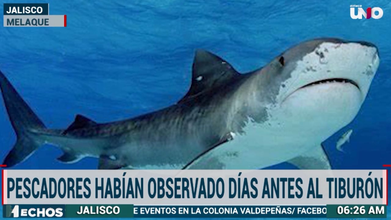 Especialistas revelan causas del ataque de tiburón toro a mujer en ...