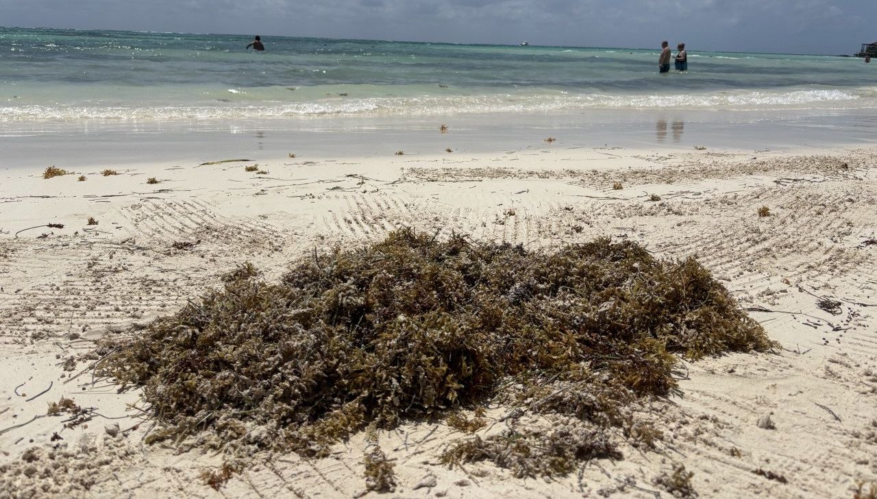 Sargazo cambia comportamiento y aumentará en playas de México