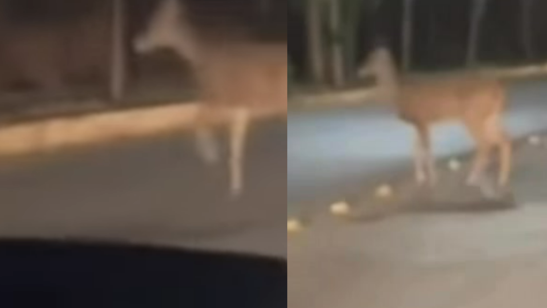 Video venado cruza bulevar cerca del Parque Metropolitano en León ...
