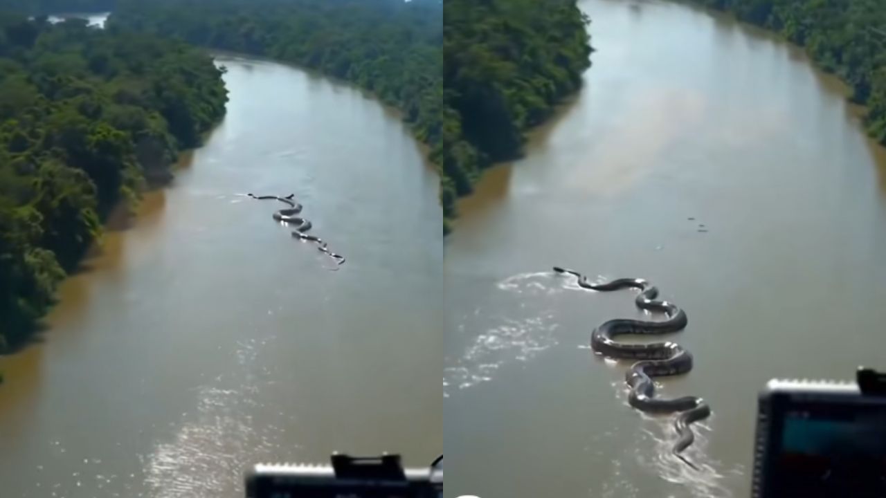 VIDEO | Anaconda gigante es captada en el Amazonas, ¿es real o es ...