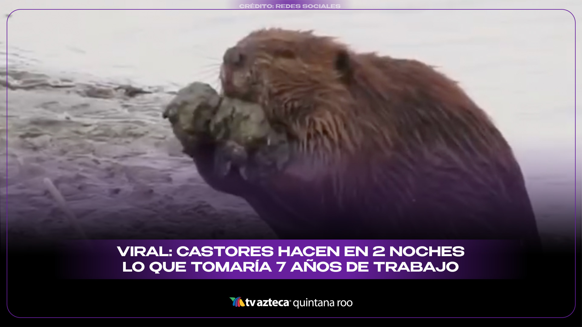 Viral: castores hacen en 2 noches lo que tomaría 7 años de trabajo