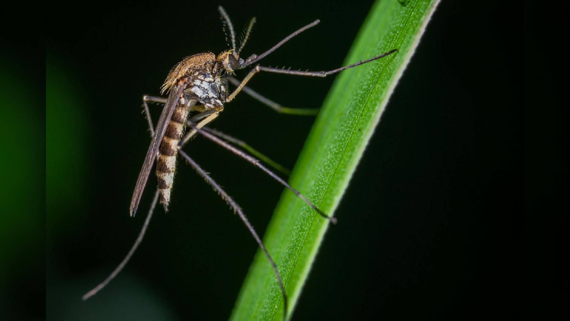 ¿Qué plantas ahuyentan a los mosquitos además de la citronela?