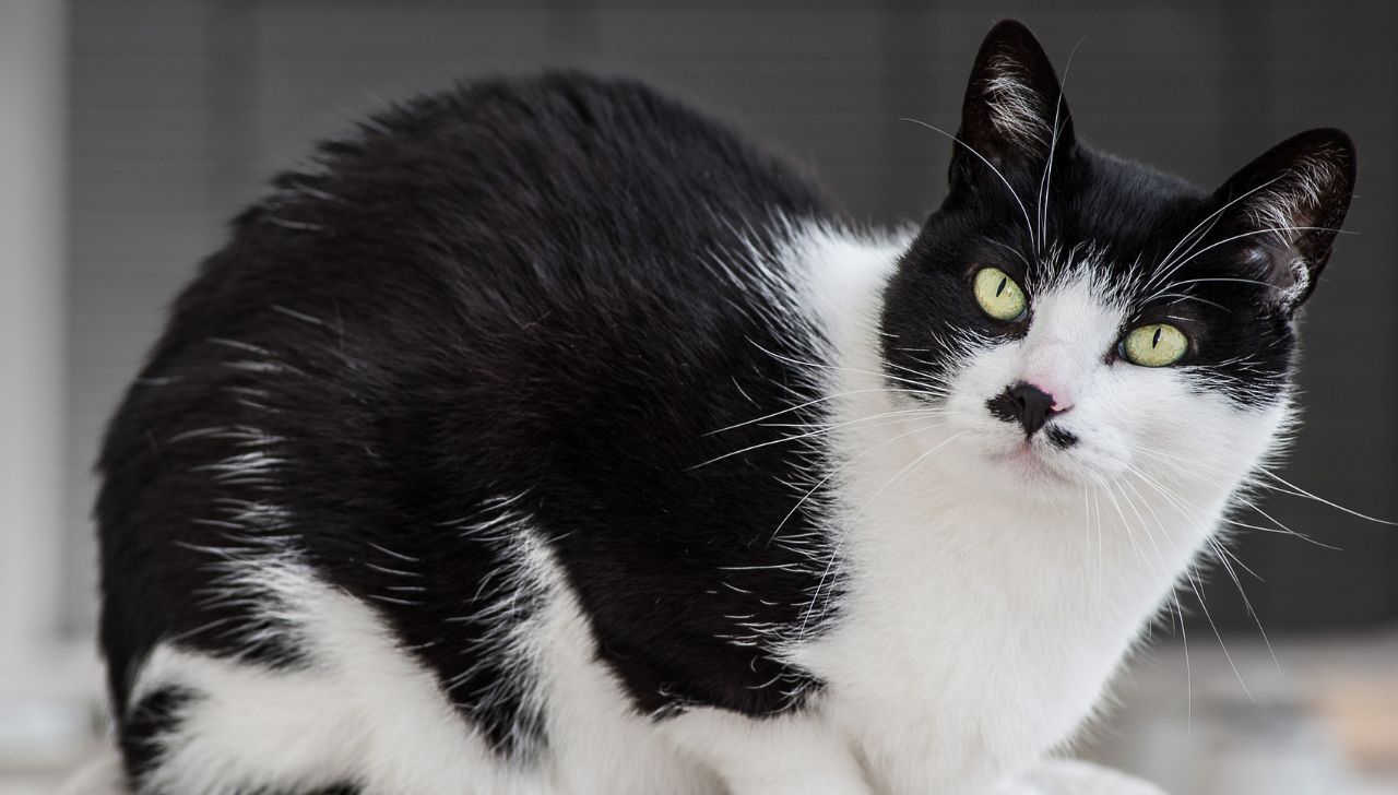 Gatos oreo: ¿Cómo es la nueva especie de gato descubierta en Finlandia?