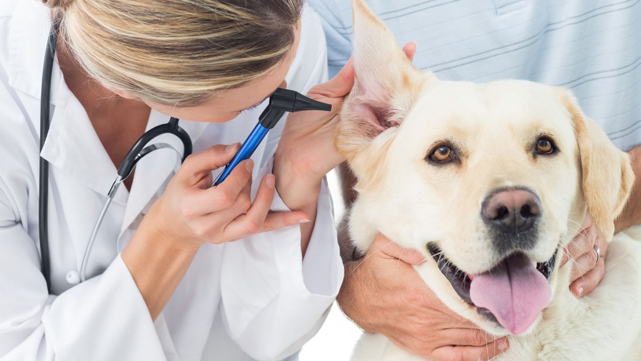 Cuida la salud de tu mascota: Día Mundial del Perro