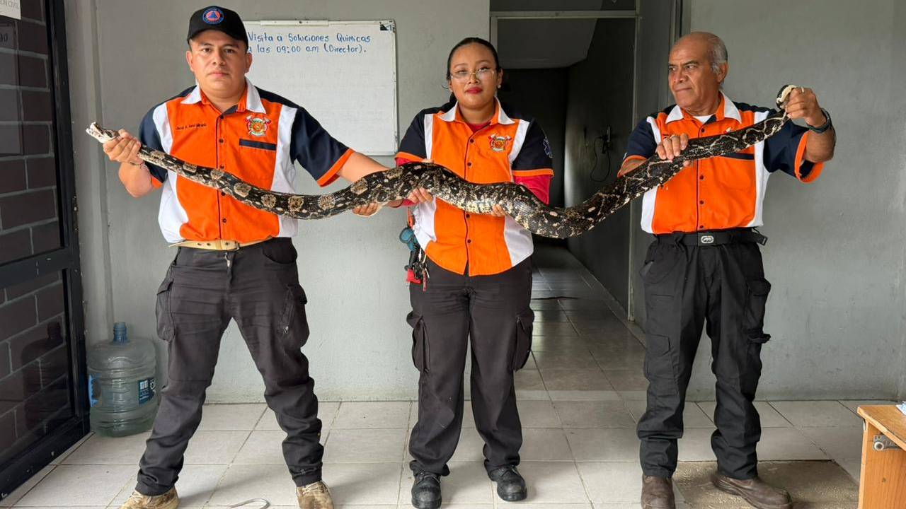 ¿Cuánto mide la boa constrictor capturada en Cosoleacaque, Veracruz?