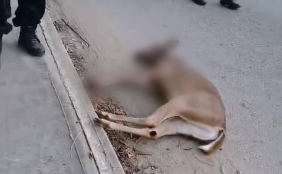 Atropellan a venado en Acanceh; usuarios lamentan el hecho