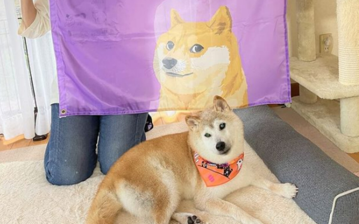 El perro que inspiró el meme "doge" está enfermo de leucemia