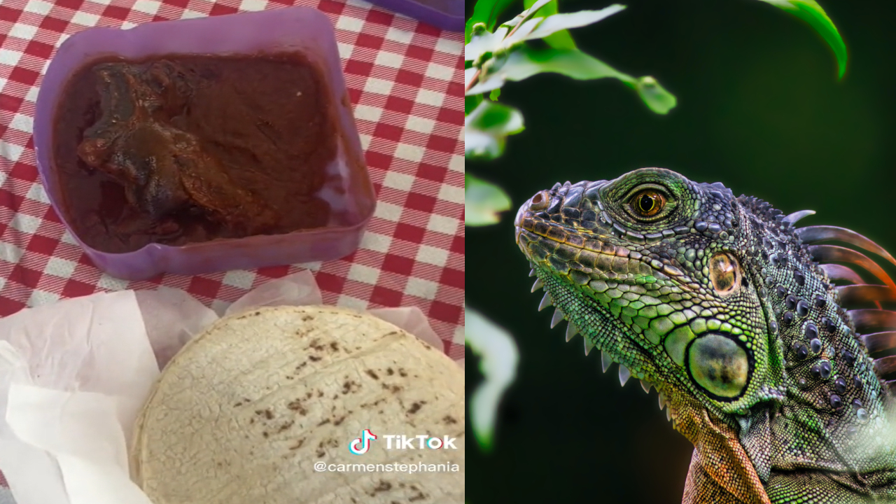 TikToK: Alumno lleva mole de iguana y sorprende a su maestra