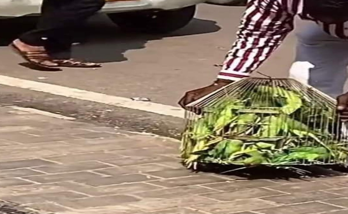 Hombre compra una jaula llena de pericos y los libera