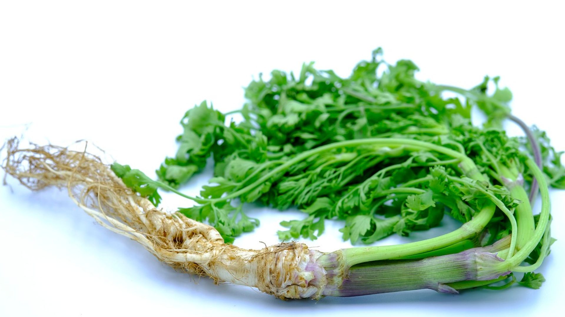 ¿Por qué está tan caro el cilantro en México? La razón de su alza de precio