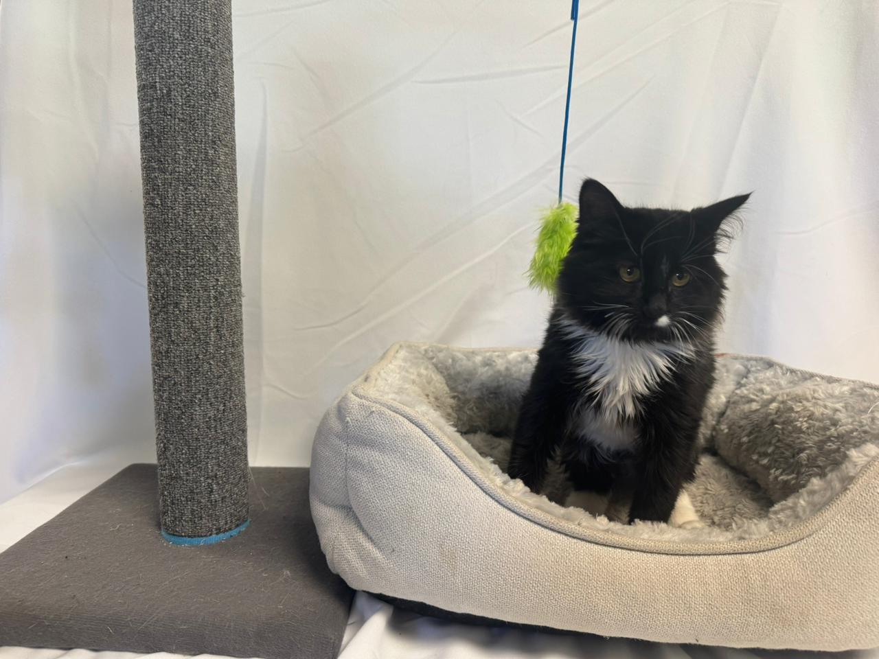 Adopciones en RAMM de Ciudad Juárez; más de 80 mascotas sin hogar