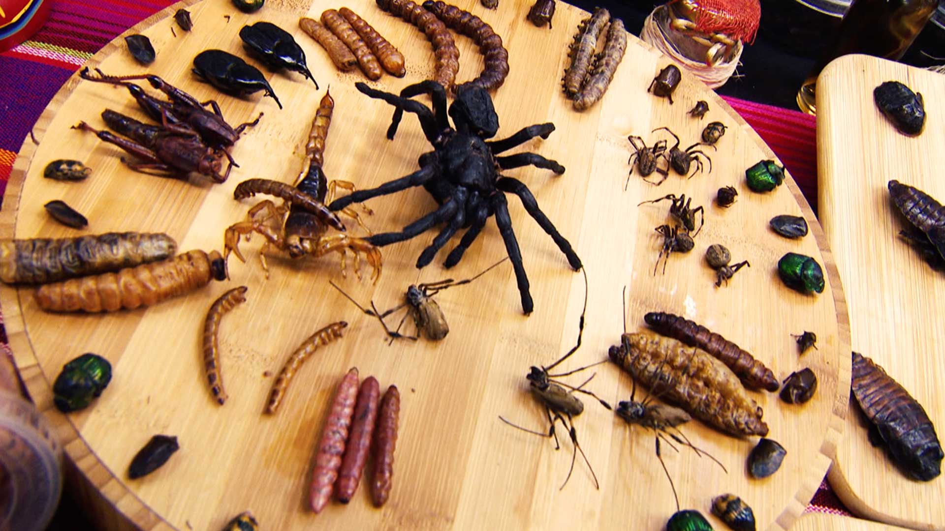 Insectos comestibles, la comida del futuro