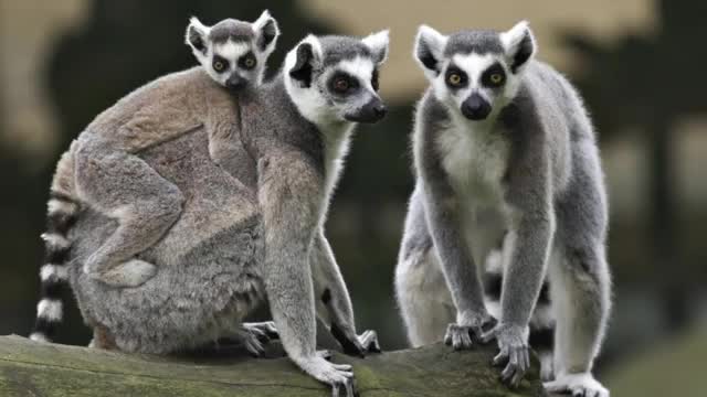 ¿Qué son los lémures y por qué solo existen en Madagascar?