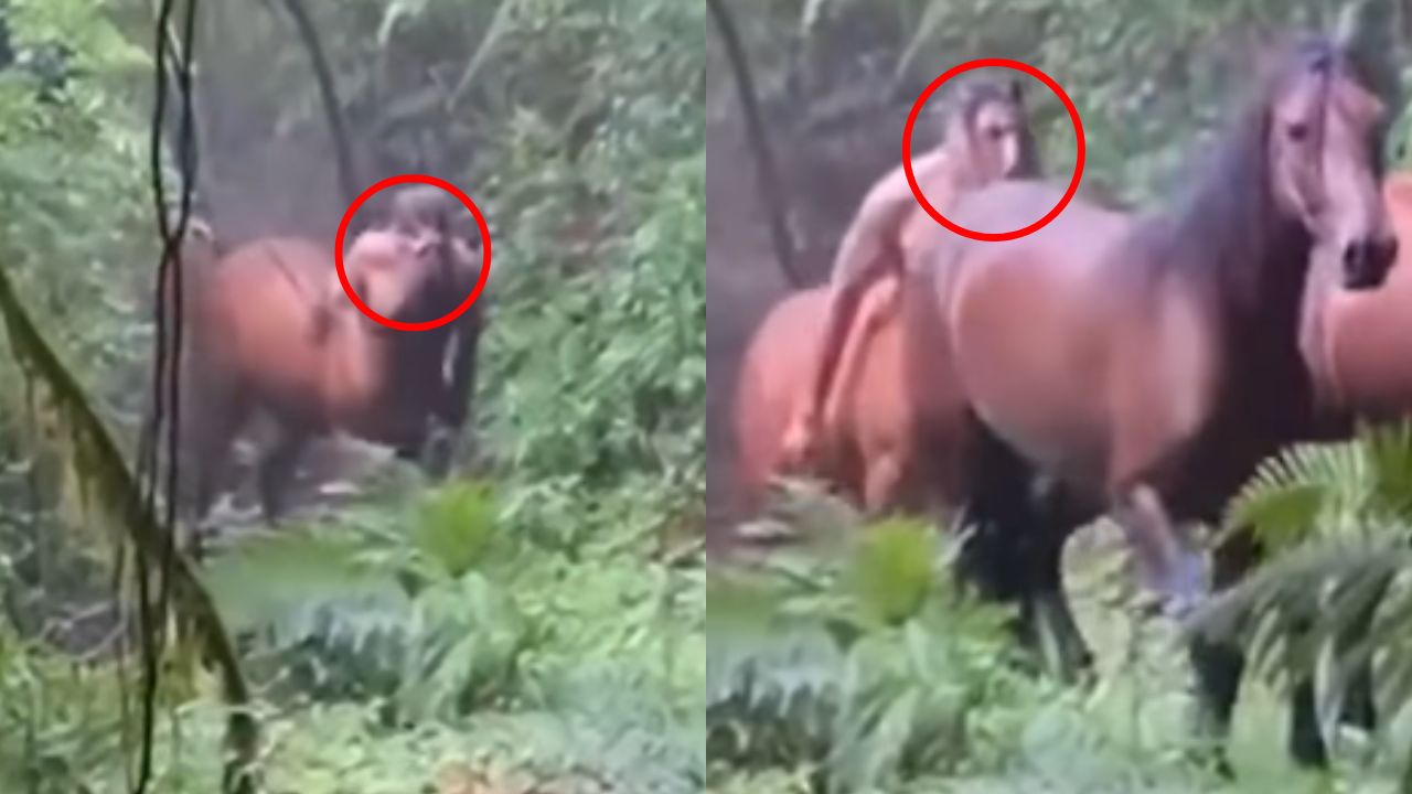 Impactante VIDEO | Centauro es captado sobre un bosque: La verdad del ...