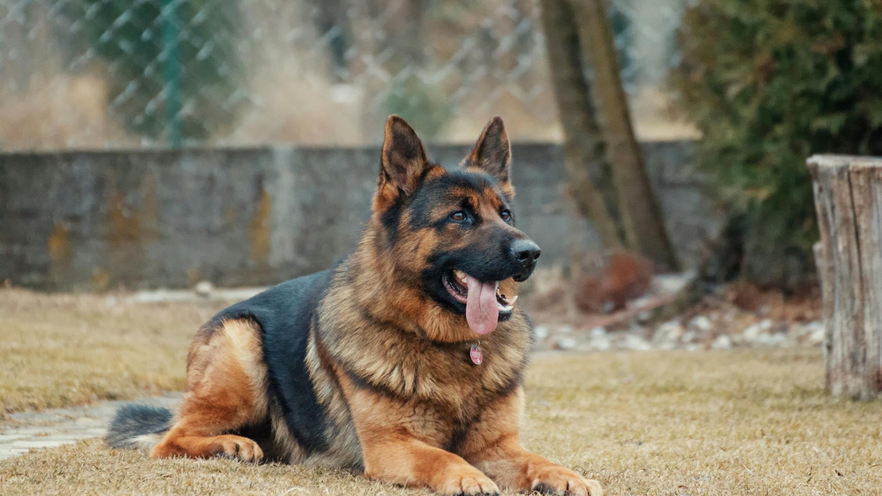 ¿Cuál es la multa por dejar a perros en las azoteas sin cuidado?