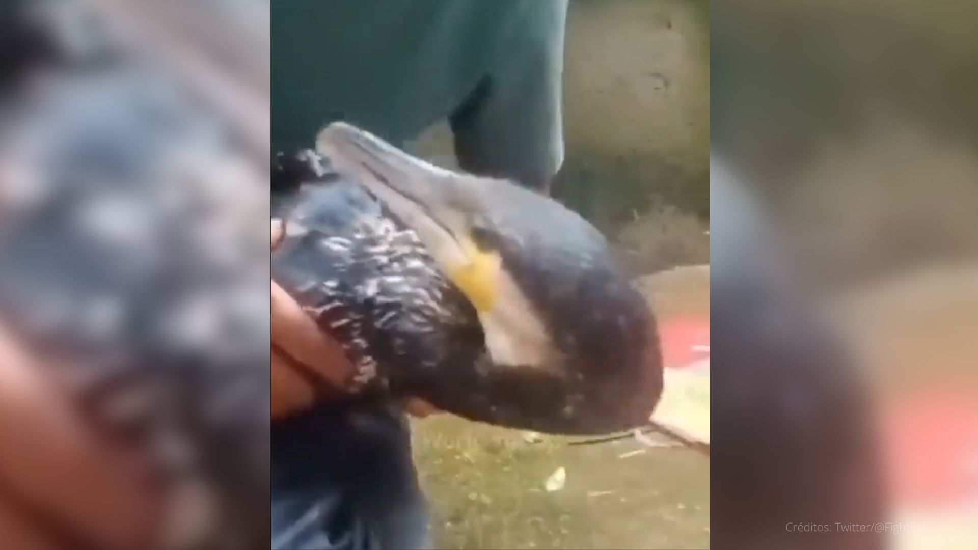 Video viral: Ave a punto de morir por tragar una botella.